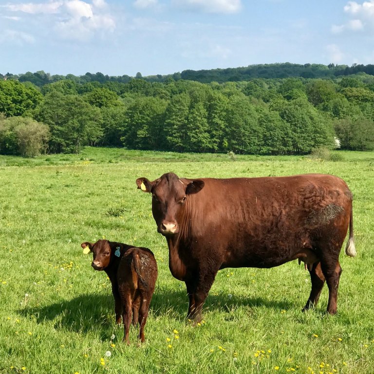 Farming & Buckhurst Beef – Buckhurst Park