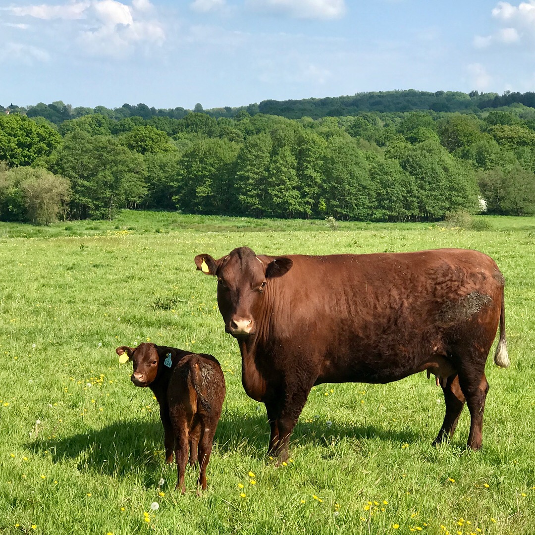 Farming & Buckhurst Beef – Buckhurst Park